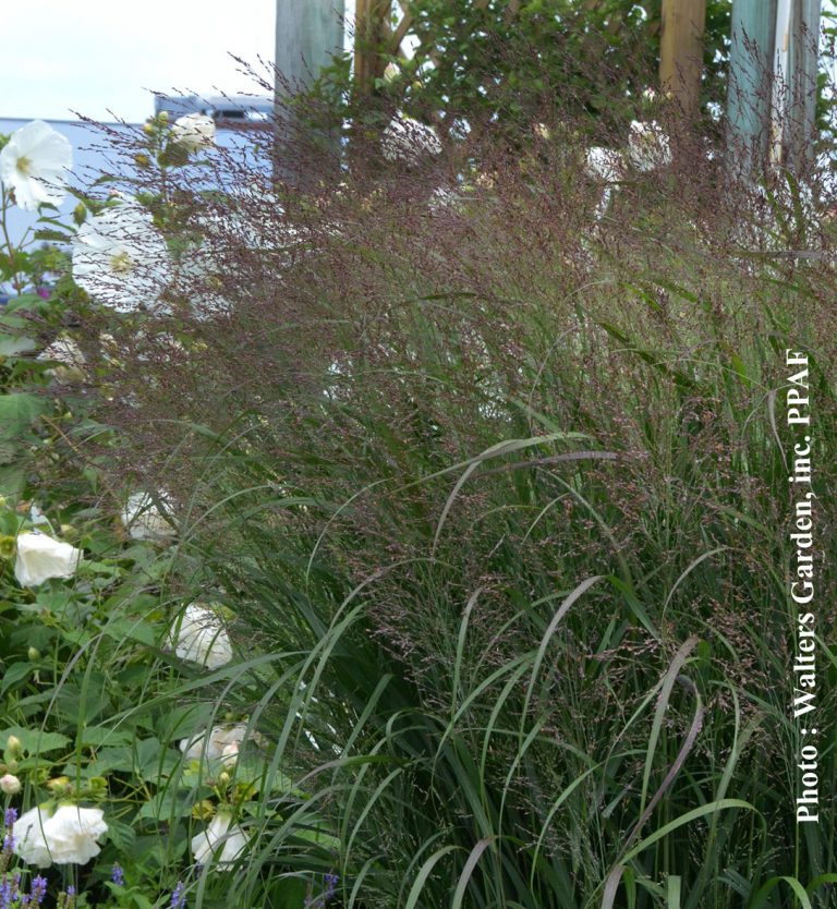 Panicum virgatum Apache Rose - Pépinière Locas