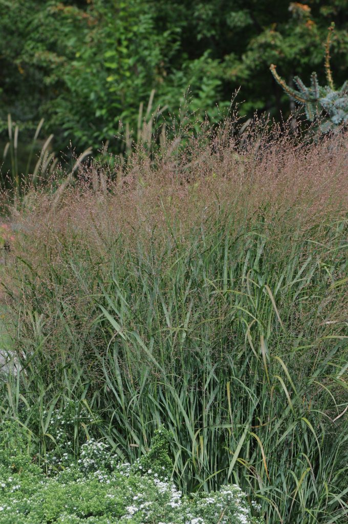 Panicum virgatum Cheyenne Sky - Pépinière Locas