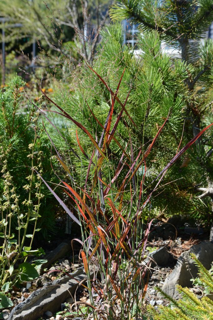 Panicum virgatum Hot Rod - Pépinière Locas