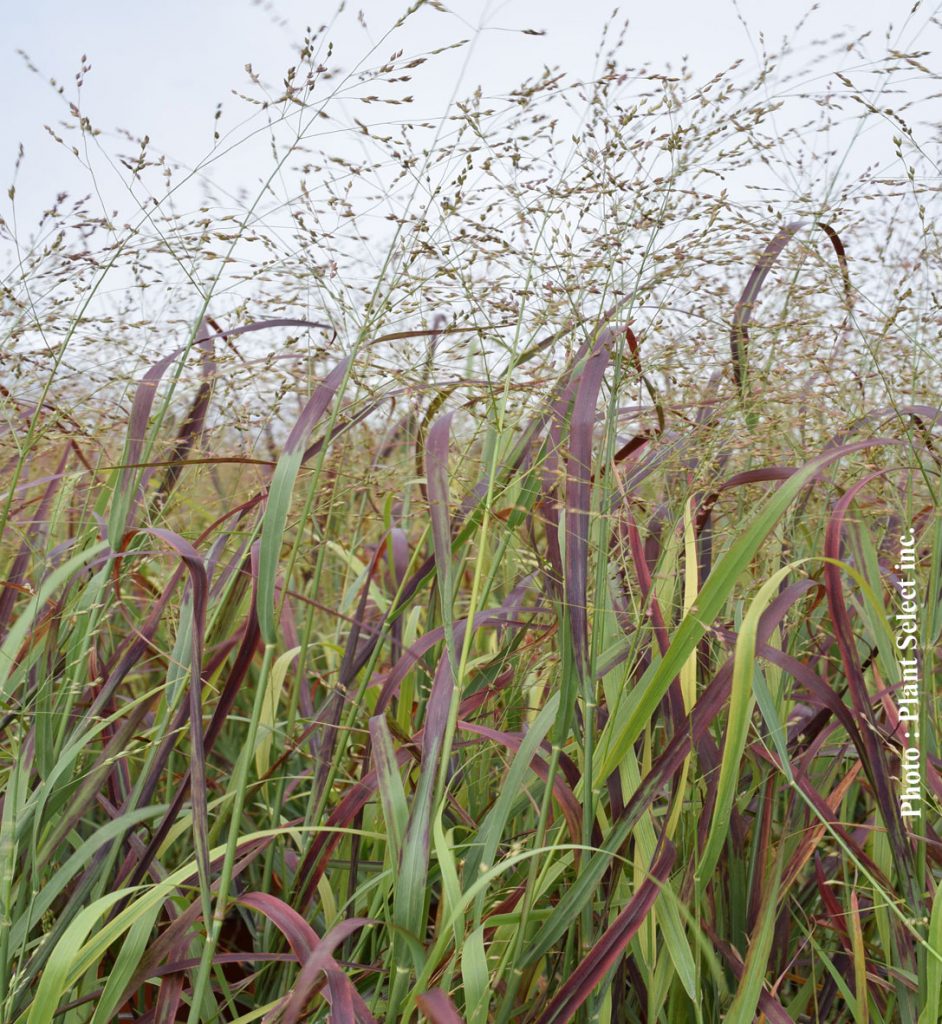 Panicum virgatum Prairie Fire - Pépinière Locas