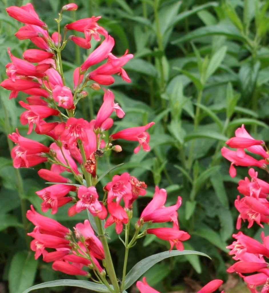 Penstemon schmidel Red Riding Hood - Pépinière Locas