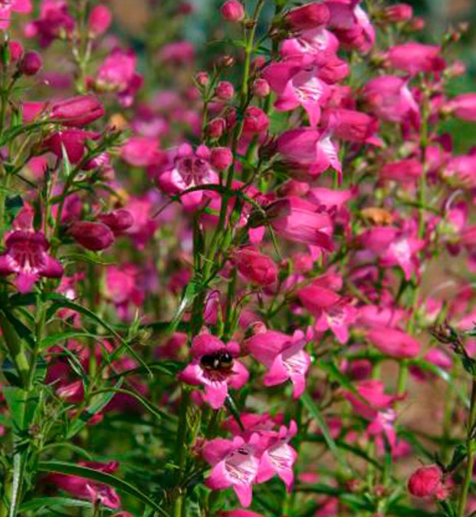 Penstemon mexicali Red Rocks - Pépinière Locas