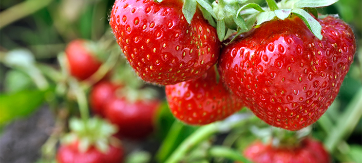 Archives des Petits fruits - Pépinière Locas