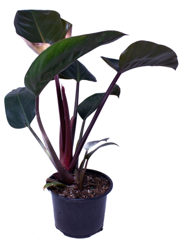 Philodendron Rojo Congo - Pépinière Locas