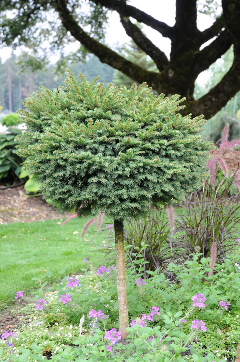 Picea abies Little Gem (sur tige) - Pépinière Locas
