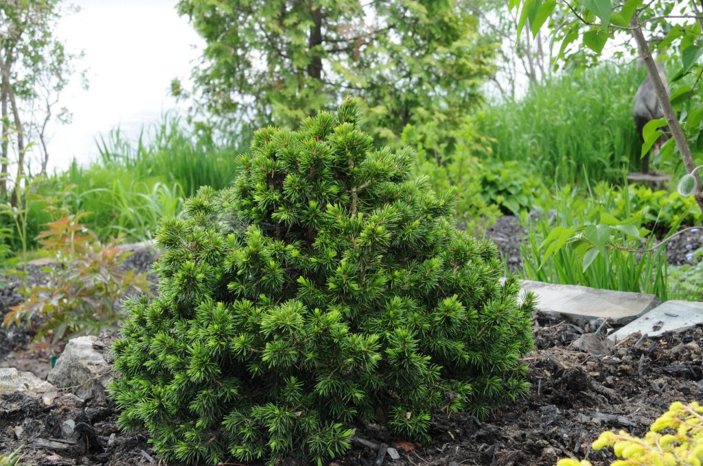 Picea abies Tompa - Pépinière Locas