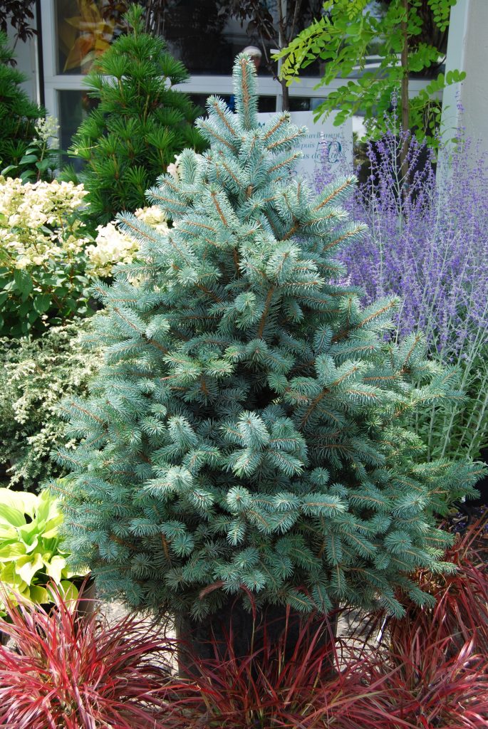 Picea pungens glauca Baby Blue - Pépinière Locas