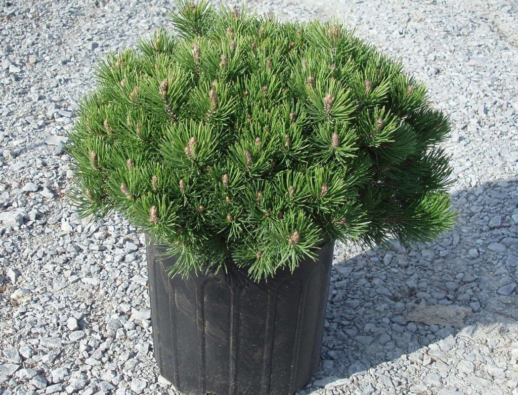 Pinus mugo Mops - Pépinière Locas