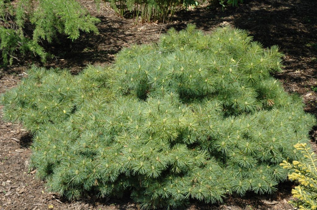 Pinus strobus Blue Shag - Pépinière Locas