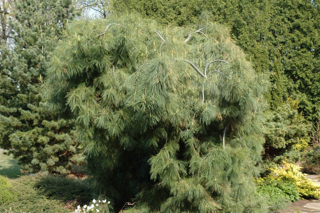 Pinus strobus Pendula - Pépinière Locas