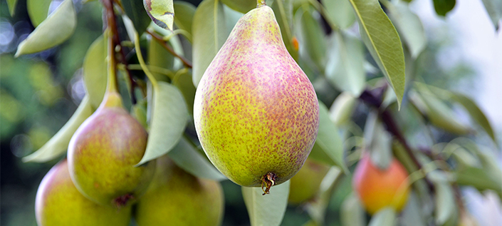 Archives des Poiriers - Pépinière Locas