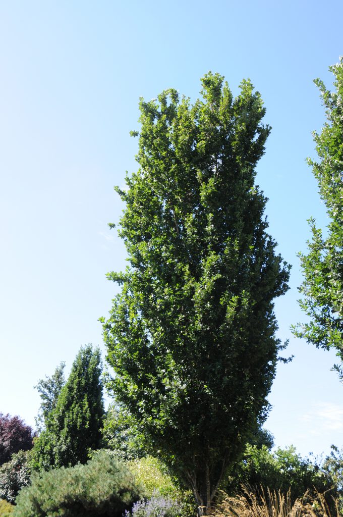 Quercus robur Fastigiata - Pépinière Locas