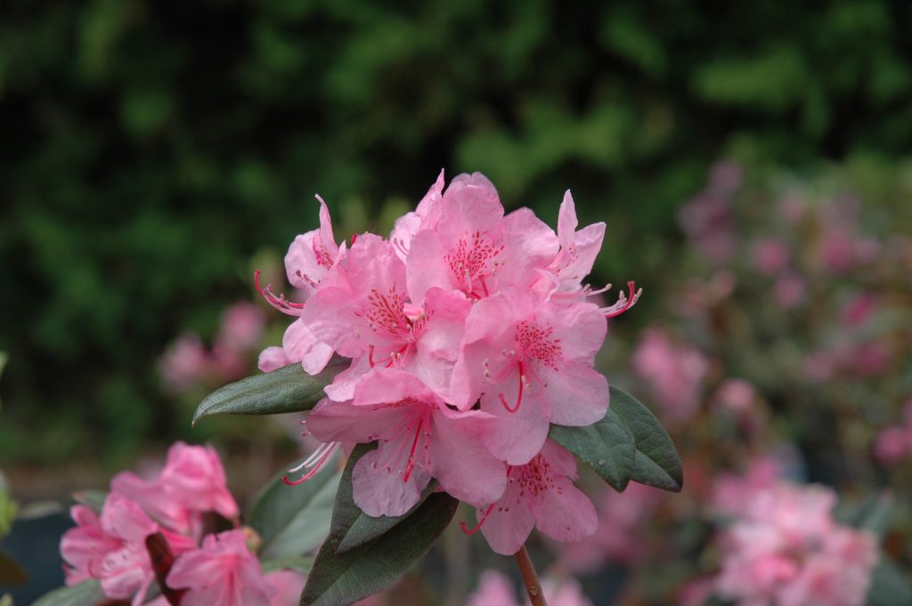 Rhododendron mezitt Aglo - Pépinière Locas