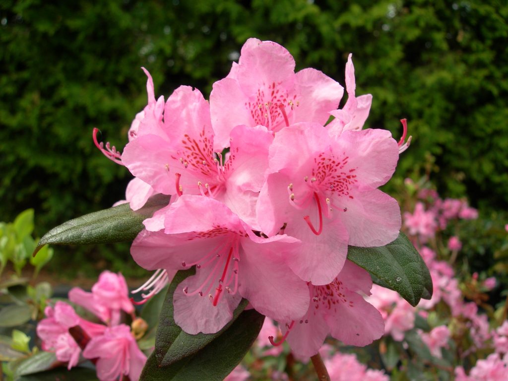 Rhododendron mezitt Aglo - Pépinière Locas