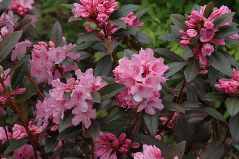Rhododendron mezitt Aglo - Pépinière Locas