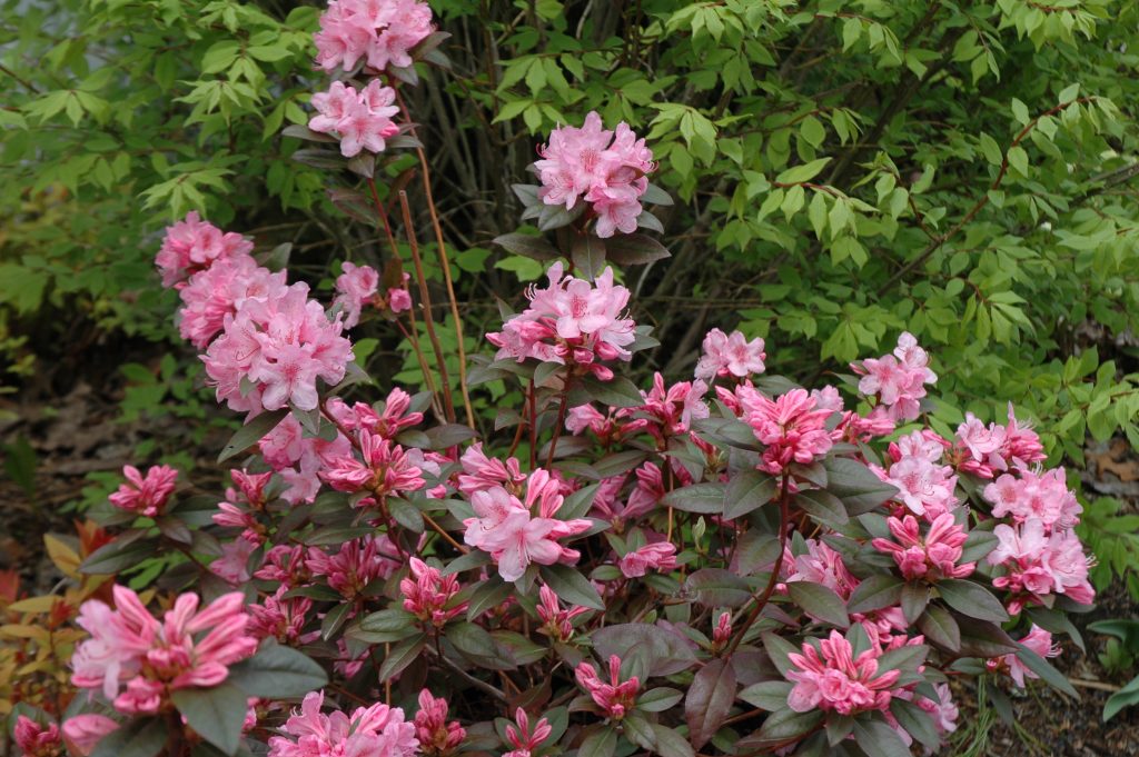 Rhododendron mezitt Aglo - Pépinière Locas