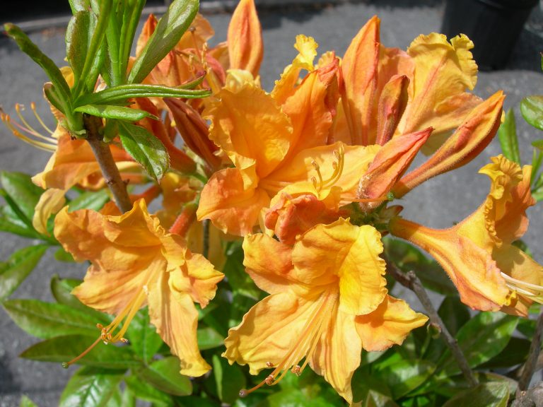Azalea Golden Lights - Pépinière Locas