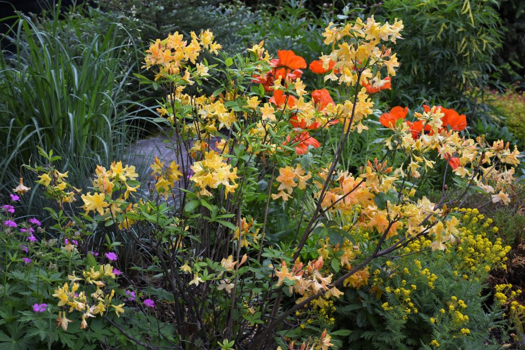 Azalea Golden Lights - Pépinière Locas