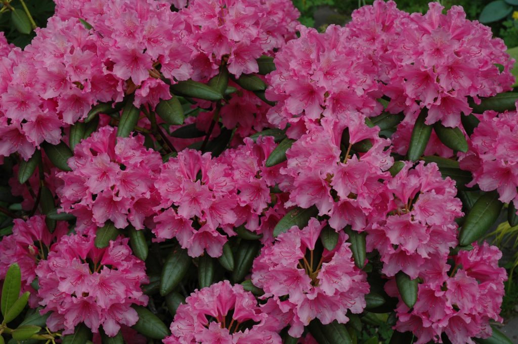Rhododendron Haaga - Pépinière Locas