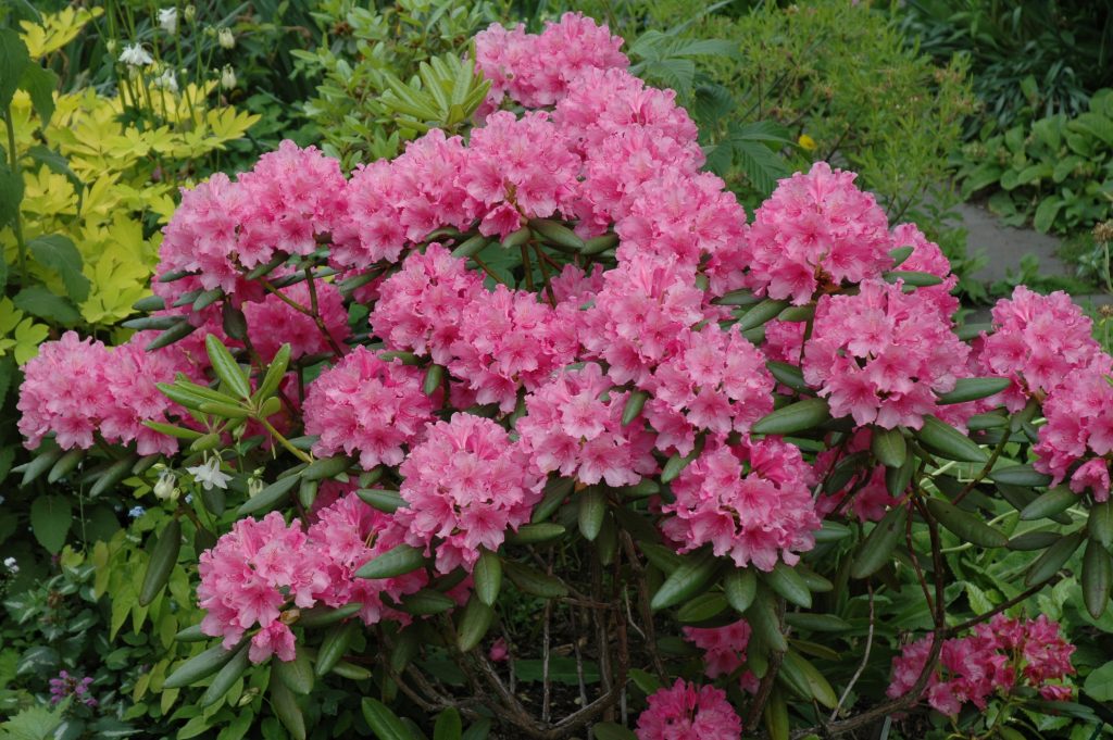 Rhododendron Haaga - Pépinière Locas