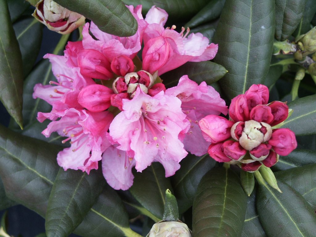 Rhododendron Haaga - Pépinière Locas