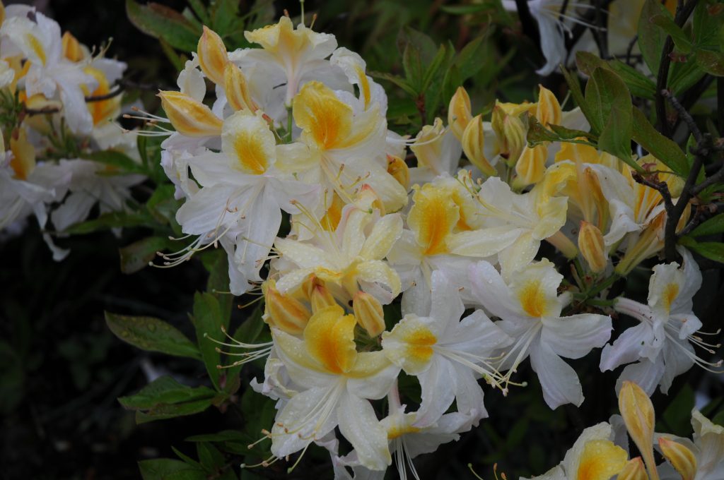 Azalea Northern Hi-Lights - Pépinière Locas