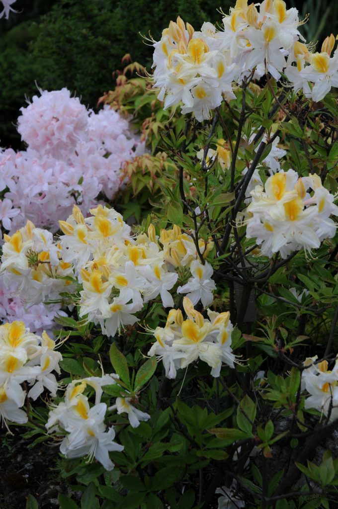 Azalea Northern Hi-Lights - Pépinière Locas