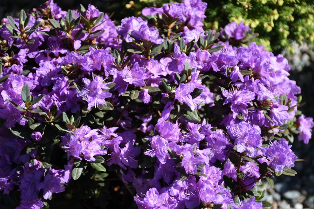 Rhododendron Purple Gem - Pépinière Locas