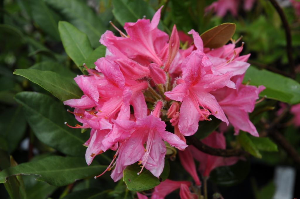 Azalea Rosy Lights - Pépinière Locas