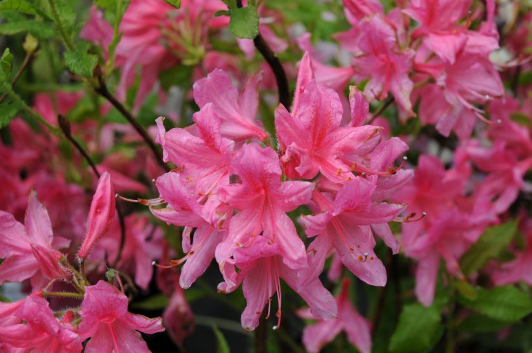 Azalea Rosy Lights - Pépinière Locas