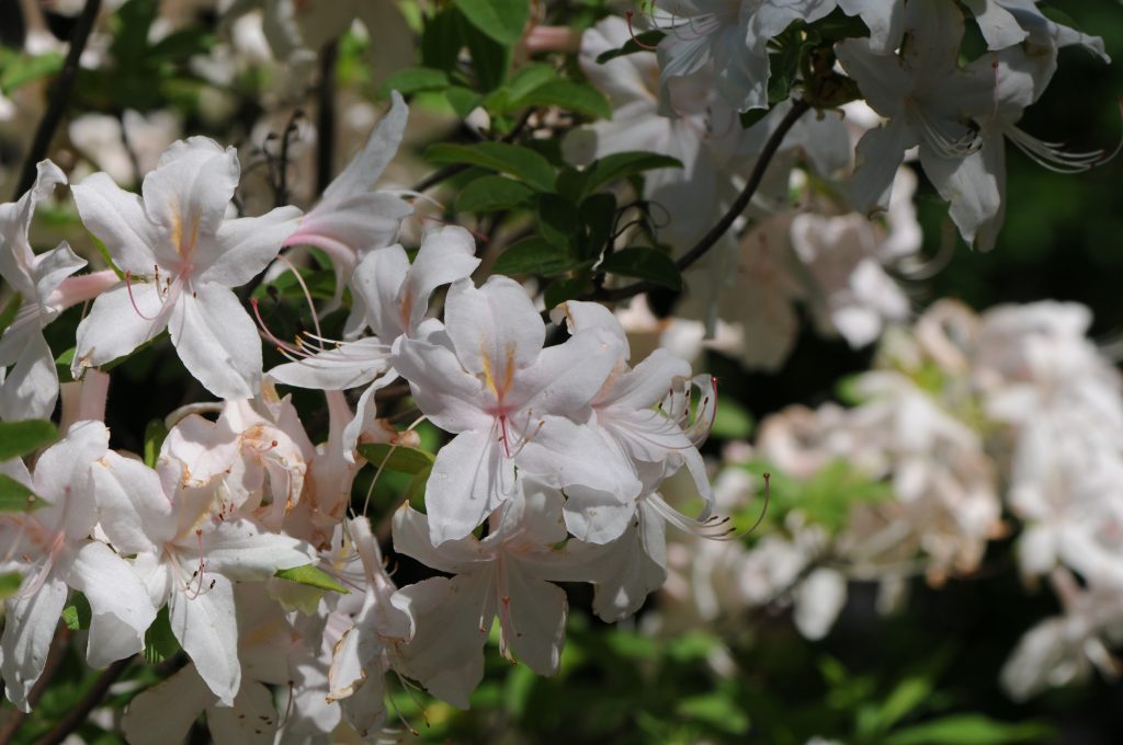 Azalea White Lights - Pépinière Locas