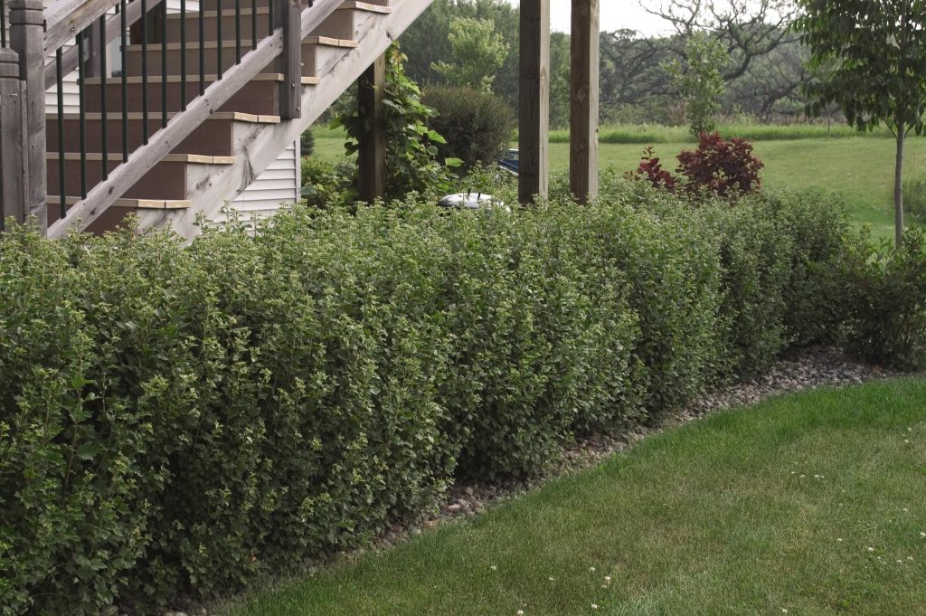 Ribes alpinum Smithii - Pépinière Locas