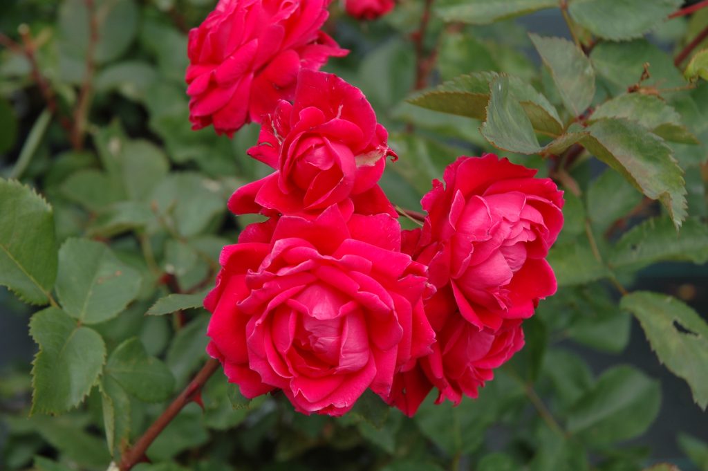 Rosa Alexander Mackenzie - Pépinière Locas