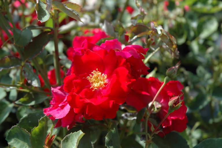 Rosa Alexander Mackenzie - Pépinière Locas