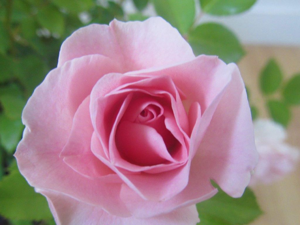 Rosa Morden Blush - Pépinière Locas