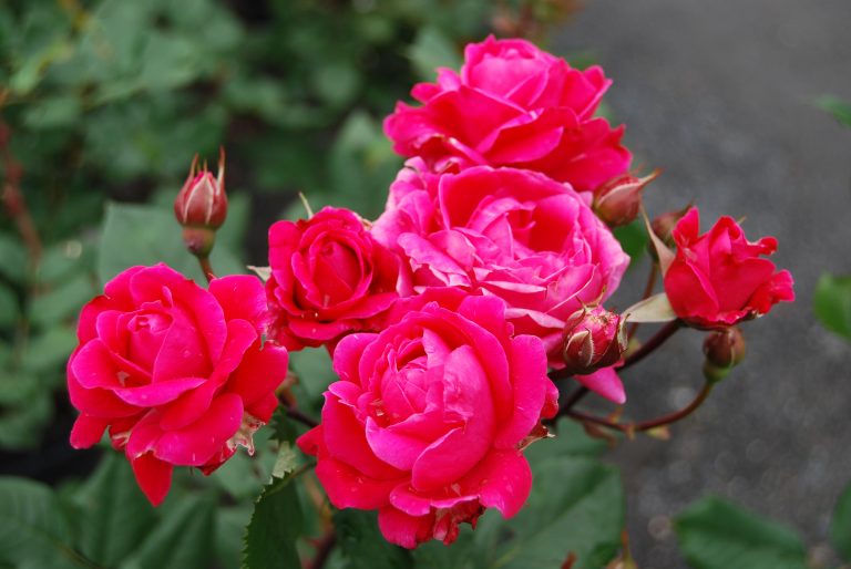 Rosa Alexander Mackenzie - Pépinière Locas