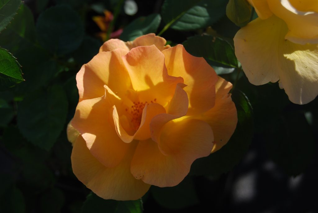 Rosa Bill Reid - Pépinière Locas