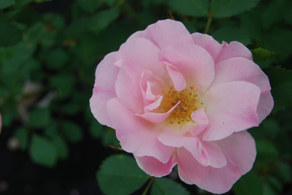 Rosa Morden Blush - Pépinière Locas