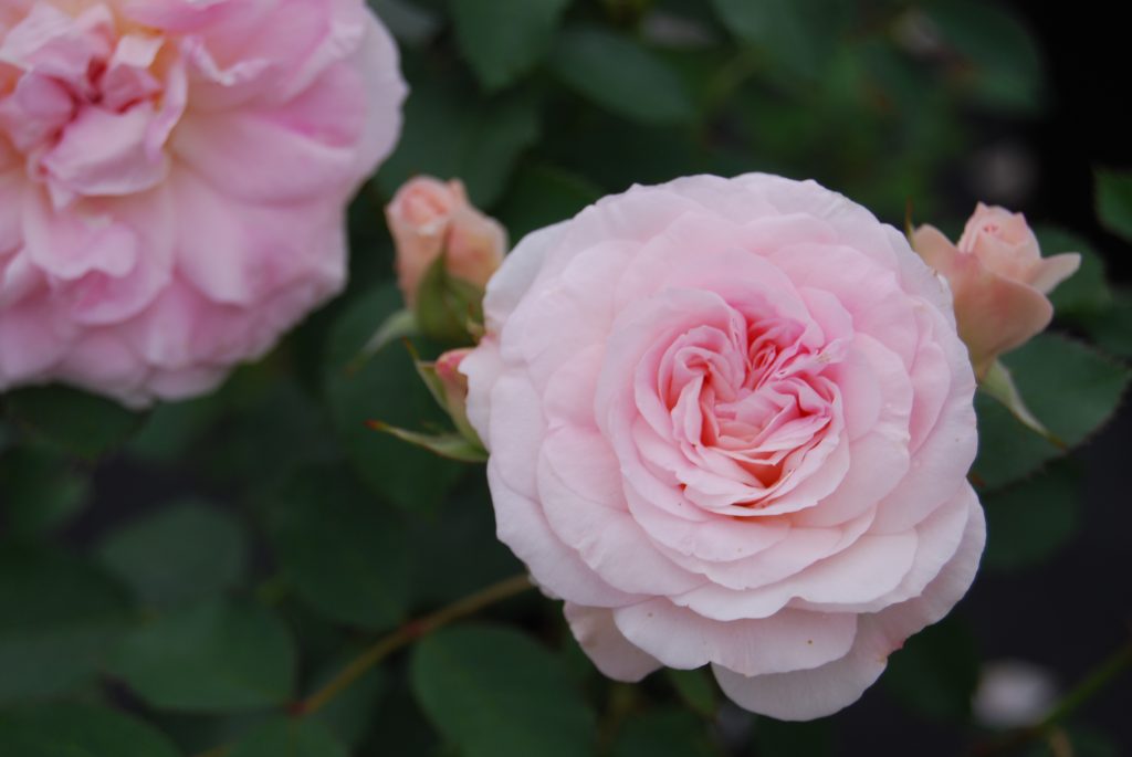 Rosa Morden Blush - Pépinière Locas