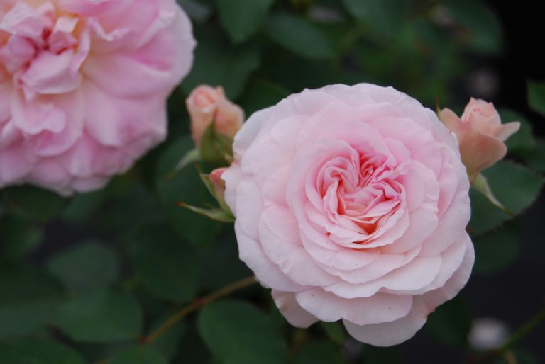 Rosa Morden Blush - Pépinière Locas