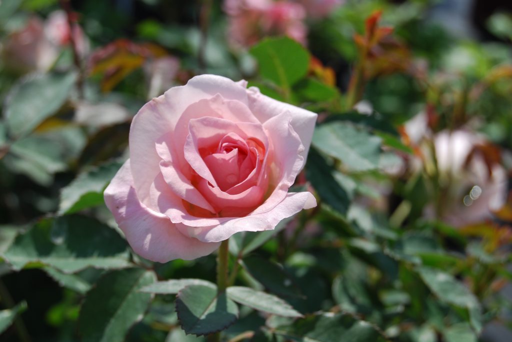 Rosa Morden Blush - Pépinière Locas