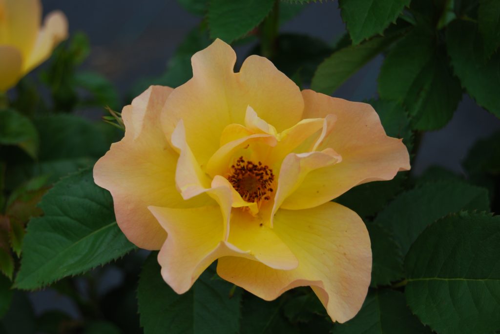 Rosa Morden Sunrise - Pépinière Locas