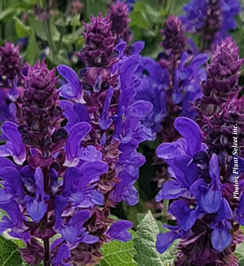 Salvia nemorosa Blue Marvel - Pépinière Locas