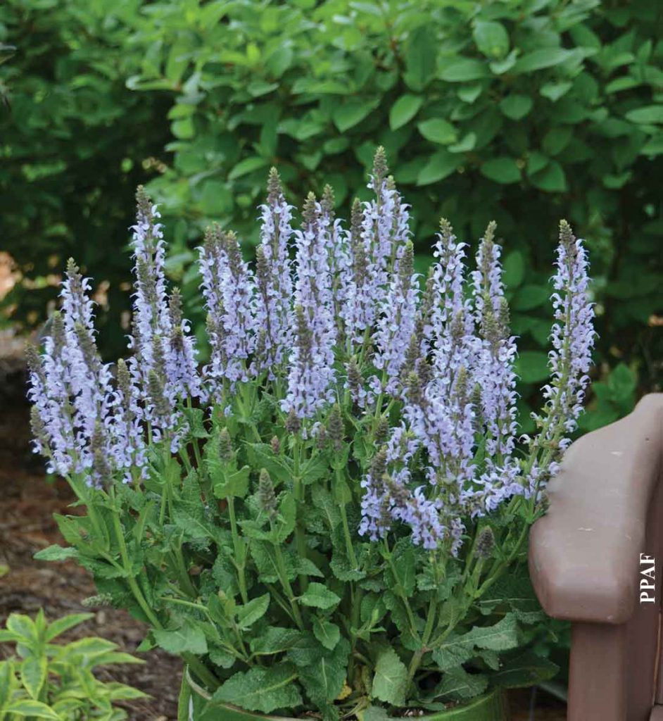 Salvia nemorosa Crystal Blue - Pépinière Locas