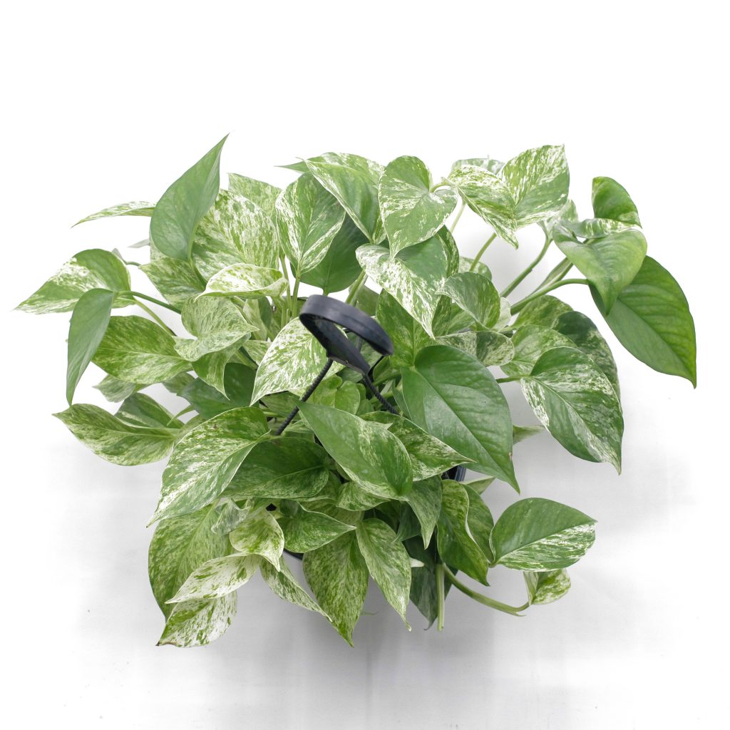 Scindapsus aureus Marble Queen / Pothos - Pépinière Locas