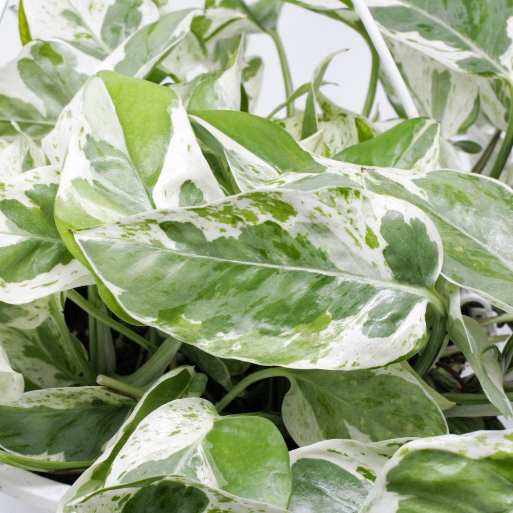 Scindapsus aureus Pearls and Jade - epipremnum - Pépinière Locas