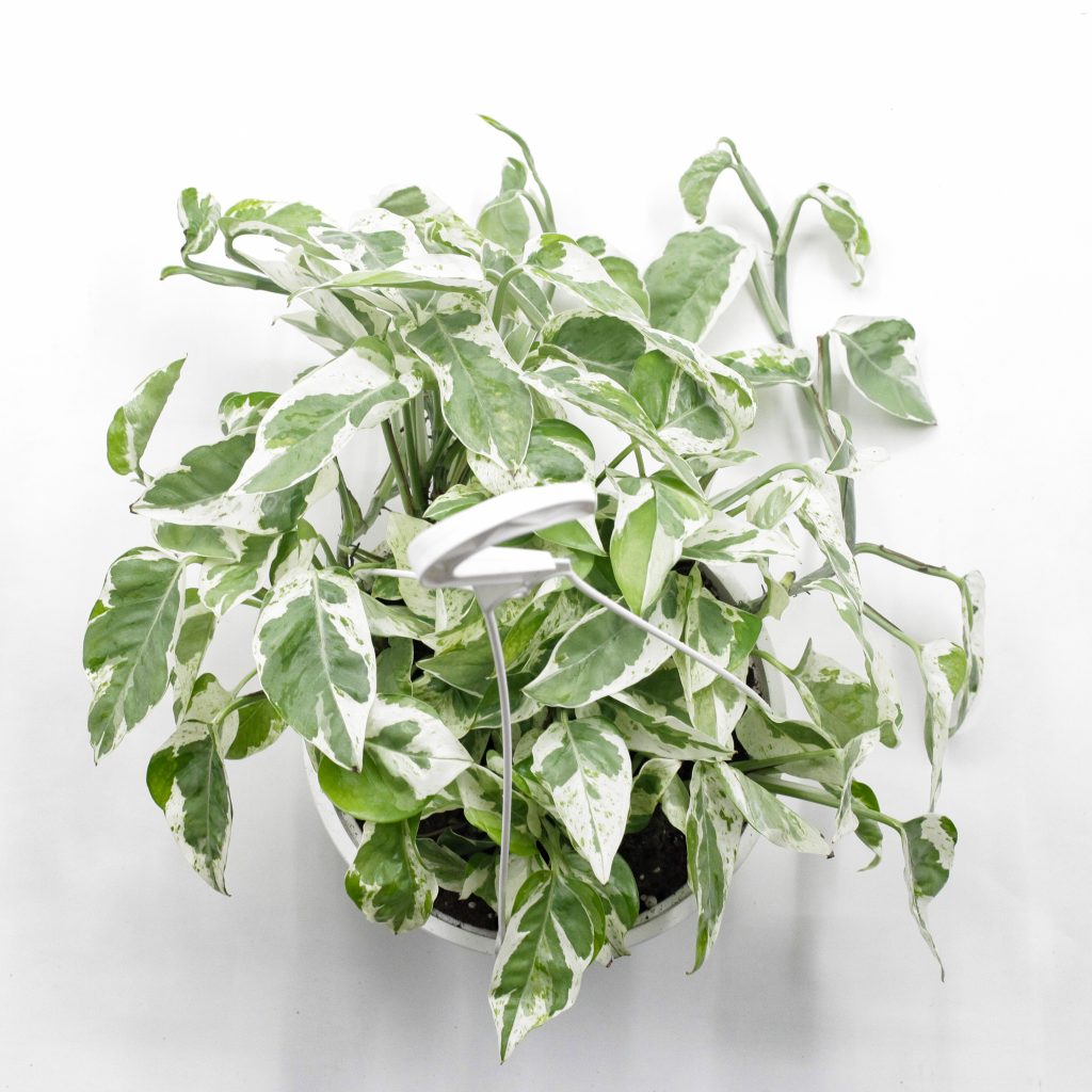 Scindapsus aureus Pearls and Jade - epipremnum - Pépinière Locas