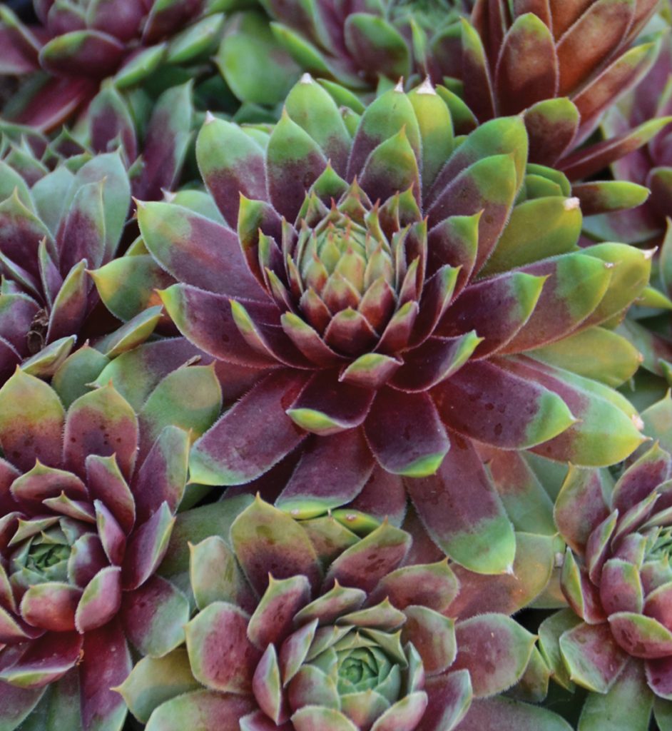 Sempervivum Ruby Heart - Pépinière Locas