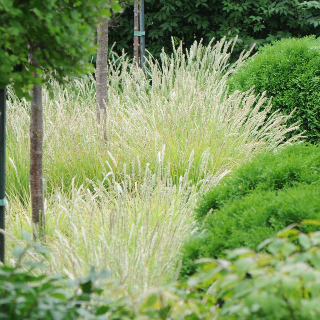 Sesleria autumnalis - Pépinière Locas