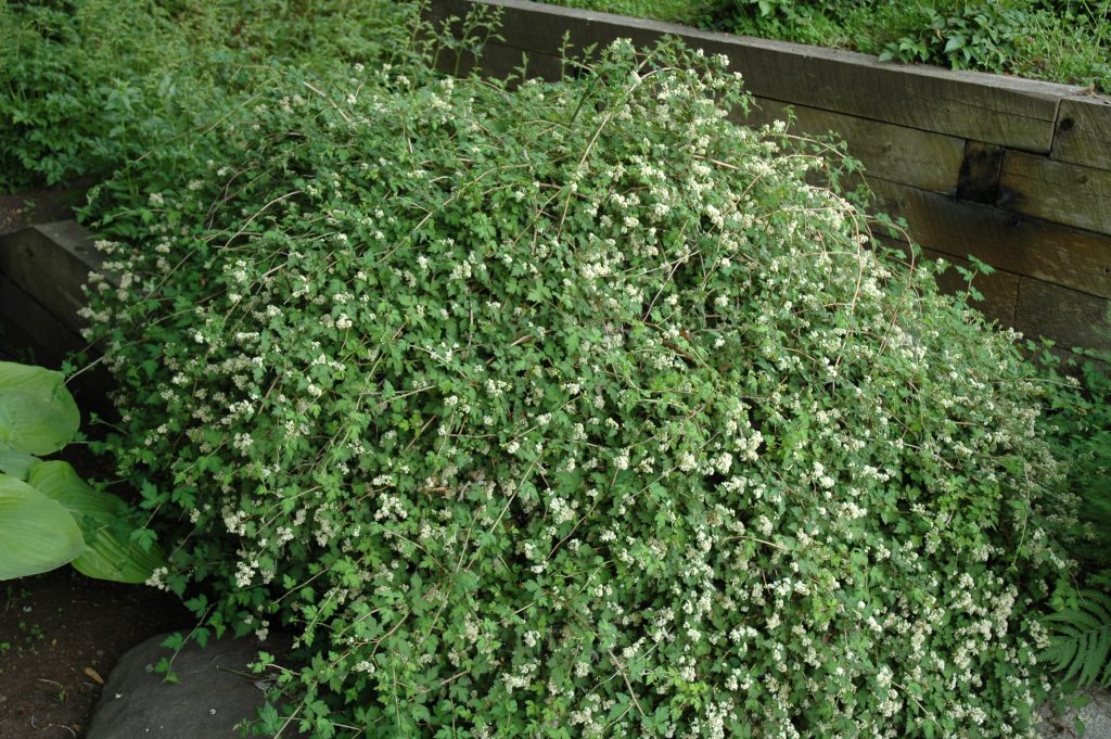 Stephanandra incisa Crispa - Pépinière Locas